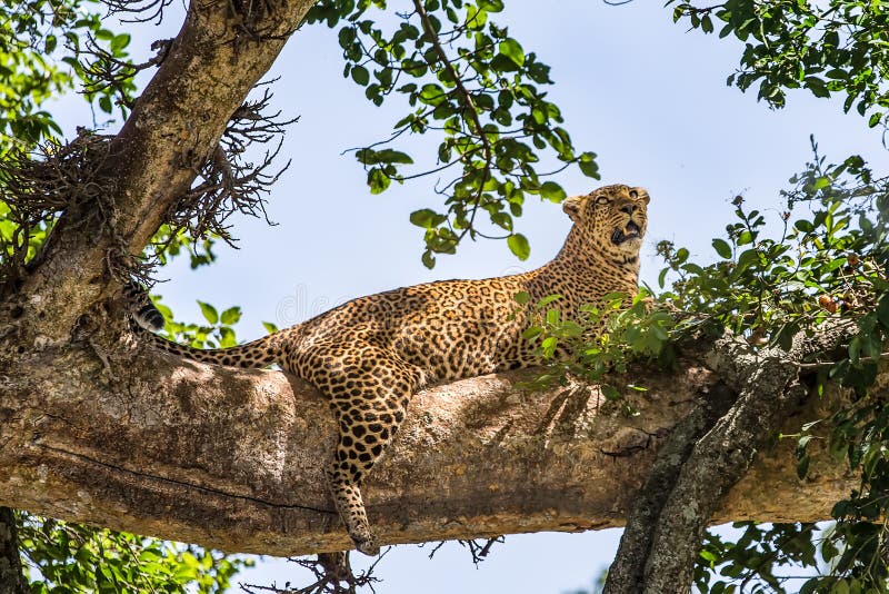 Leopard on a tree stock photo. Image of tree, nature - 129081346