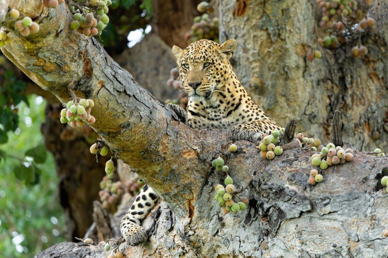 Leopard in a Tree with a Lot of Figs in the Okavango Delta in Botswana ...