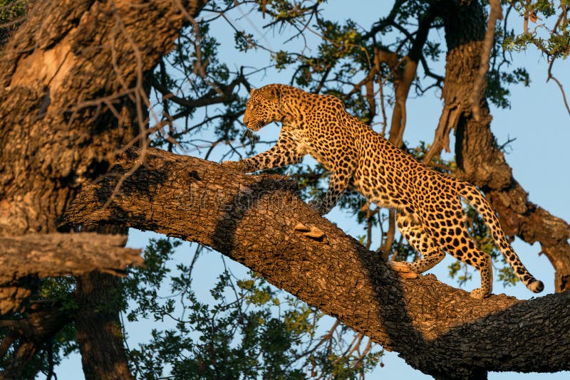 Leopard in a Tree in Mashatu Game Reserve in the Tuli Block in Botswana ...