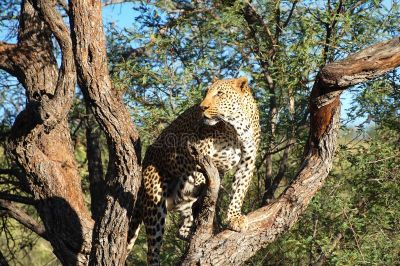 Leopard on a Tree - Namibia Stock Photo - Image of stalking, carnivore ...