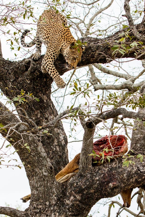Leopard in a tree stock image. Image of nature, predator - 224263723
