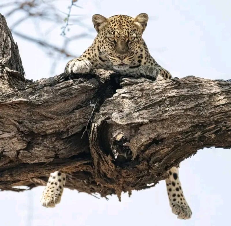 Leopard Relaxing on a Tree Branch Stock Image - Image of reptile ...