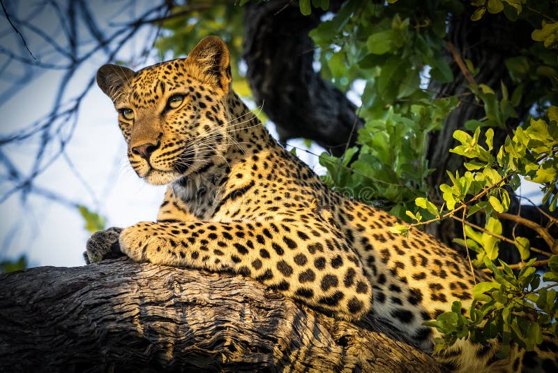 A Leopard on a Tree is Seen in Okavango Delta Stock Image - Image of ...