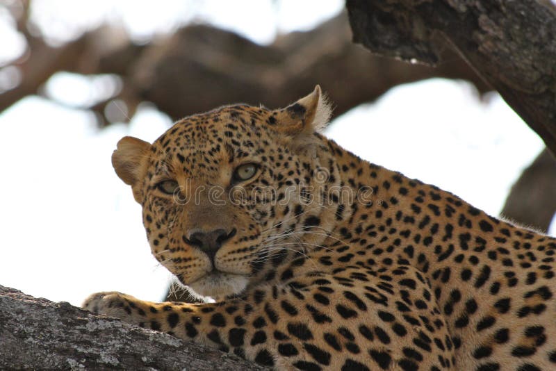 Leopard in Tree Staring at Camera Stock Photo - Image of national, tree ...