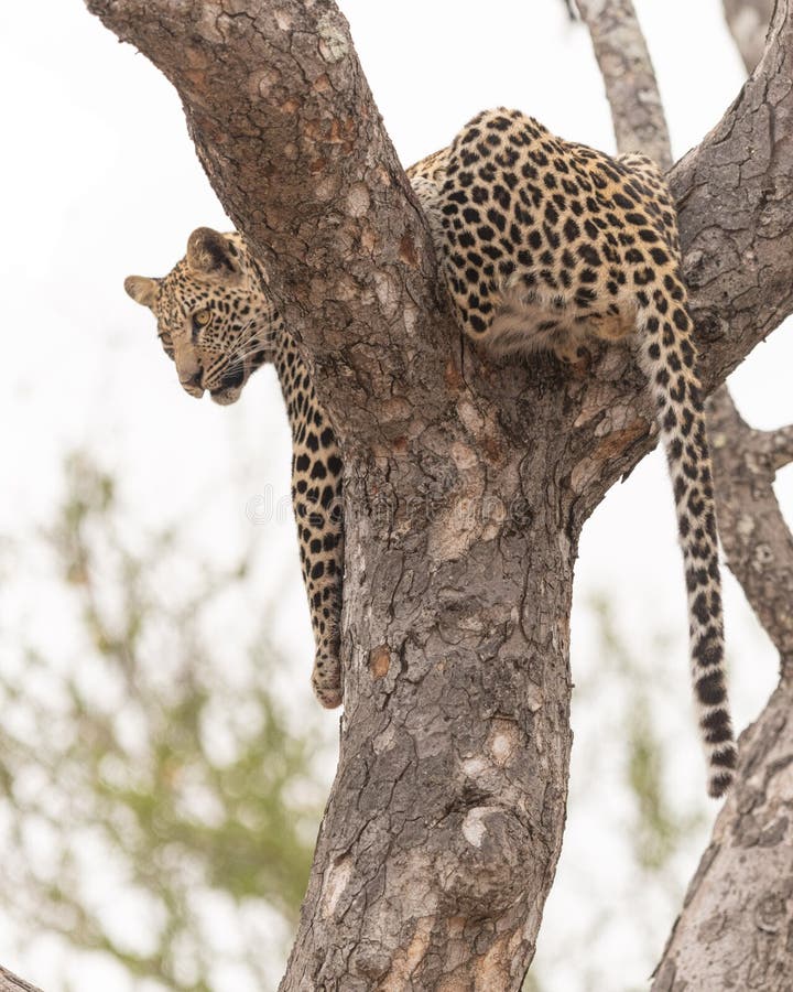 Leopard a tree stock image. Image of southafrica, wildlife - 177129639