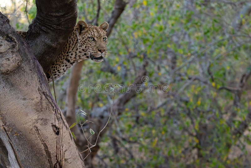 Leopard in the Trees in Botswana Stock Image - Image of landscape ...