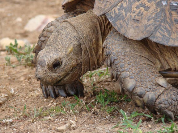 Leopard Turtle stock photo. Image of cold, africa, crawling - 12626726