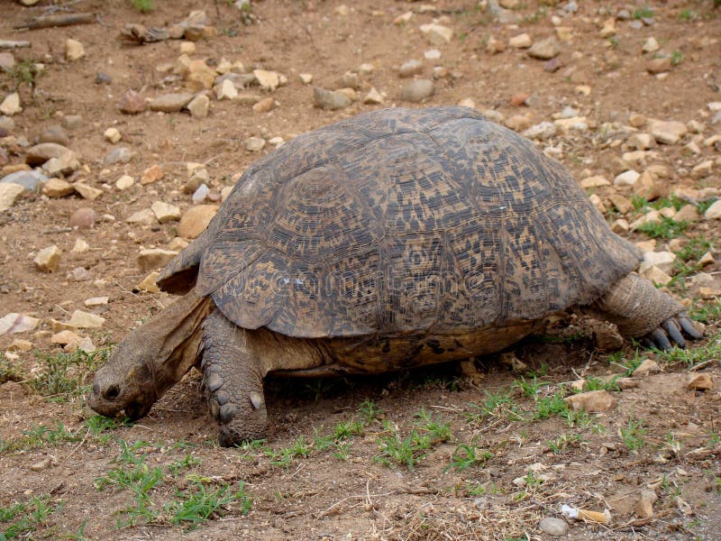 Leopard Turtle stock photo. Image of cold, africa, crawling - 12626726