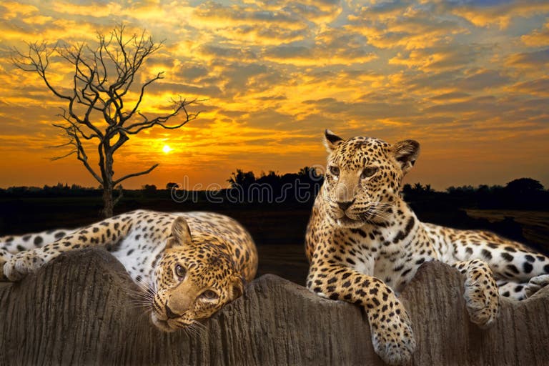 2,680 Leopard Sunset Stock Photos - Free & Royalty-Free Stock Photos ...