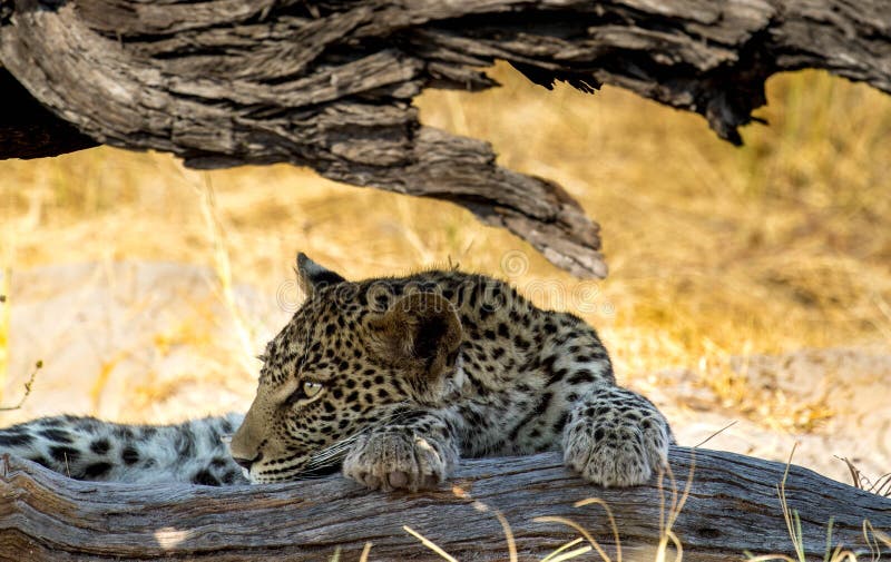 Leopard under a log stock photo. Image of selinda, food - 80823480