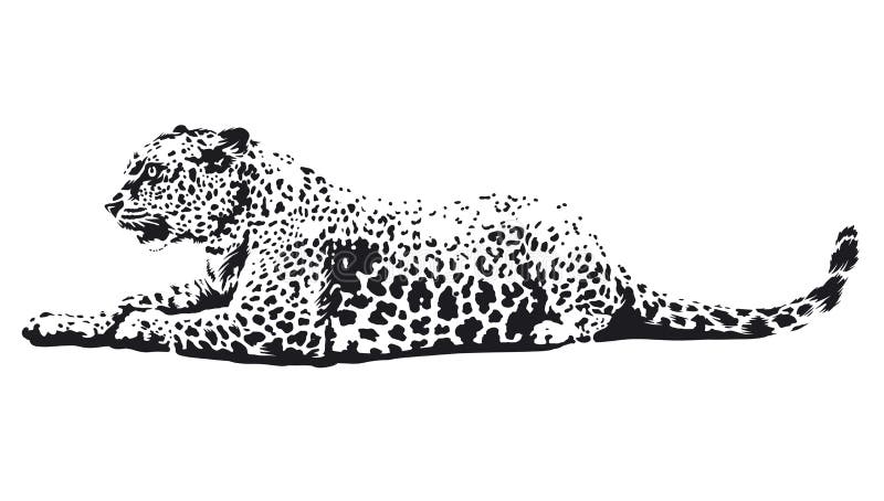 Leopard Lying Black Silhouette Stock Vector - Illustration of danger ...