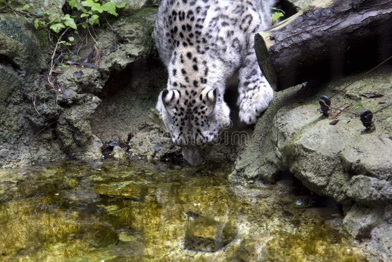 Leopard stock image. Image of hunter, endangered, male - 50366681