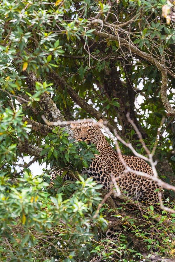 Leopard Waiting Prey. Ambush. on Branch Stock Photo - Image of leopards ...