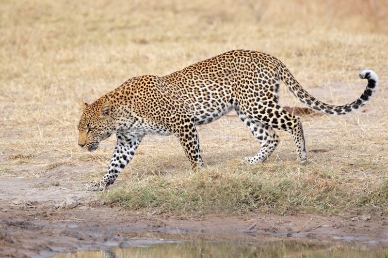 Leopard walking stock image. Image of pardus, mammal - 23781269