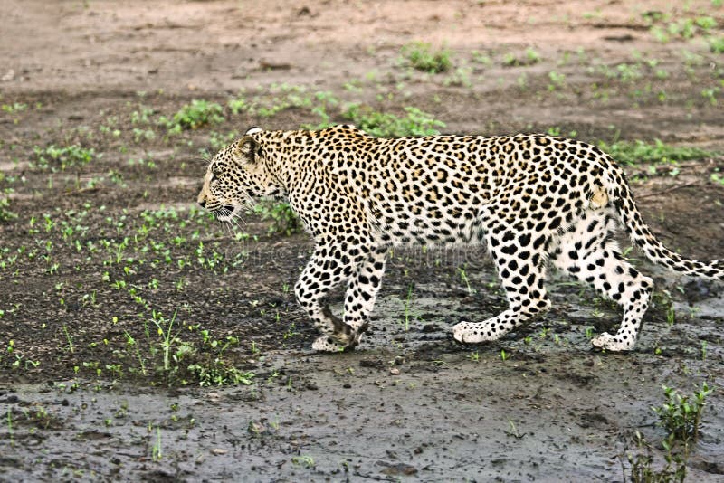 Leopard walking stock photo. Image of panthera, large - 2940774