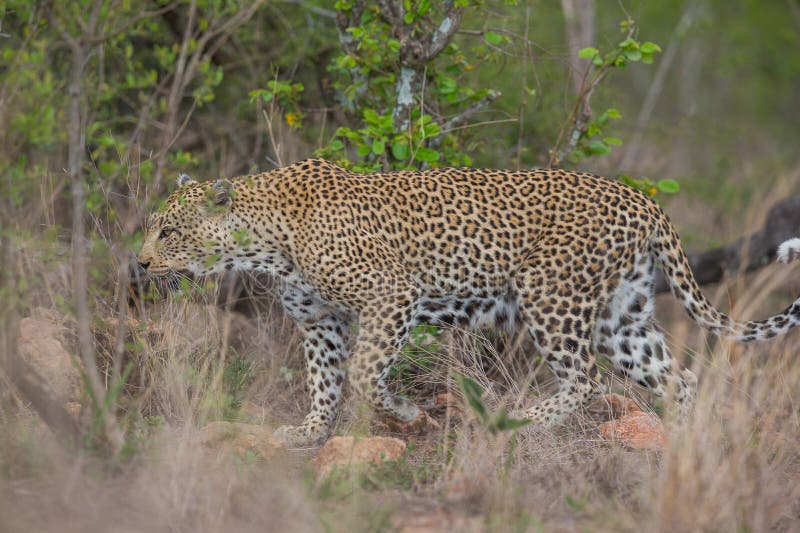 A Leopard Walking in the African Bush Stock Image - Image of savanna ...