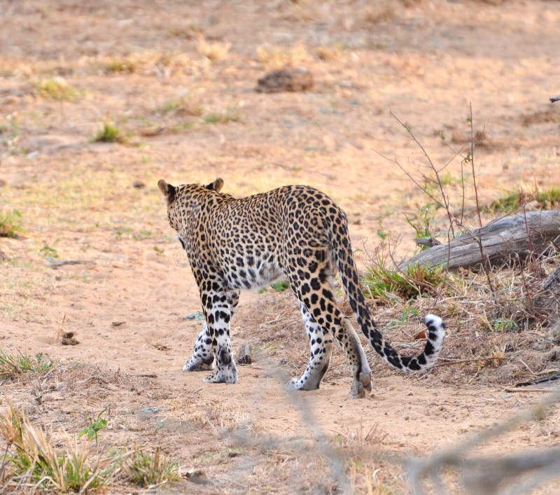 Leopard Walking Away stock photo. Image of spots, hunter - 41566742