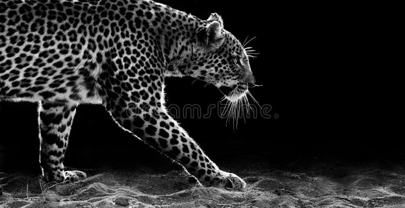 Leopard Walking stock photo. Image of outdoors, wilderness - 37541796