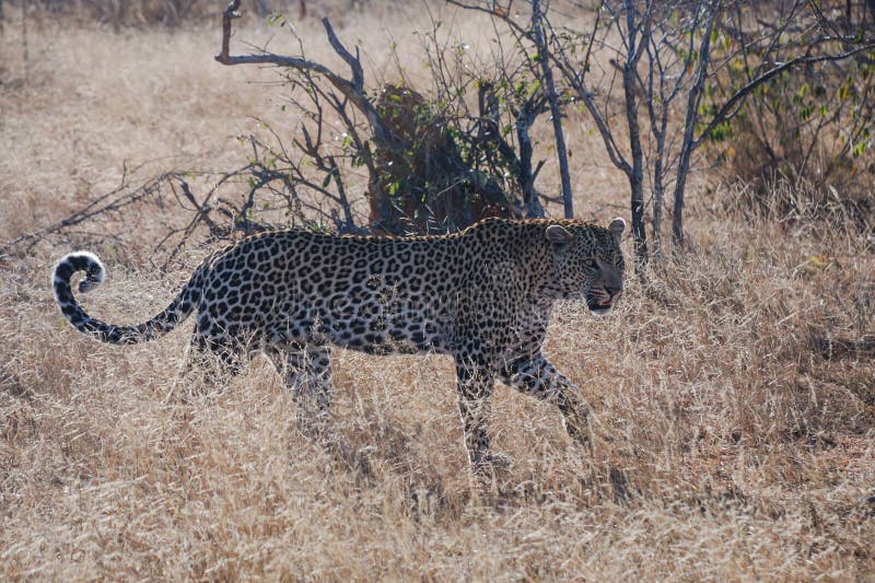 Leopard Walking through Dry Grass Stock Photo - Image of tiger, leopard ...