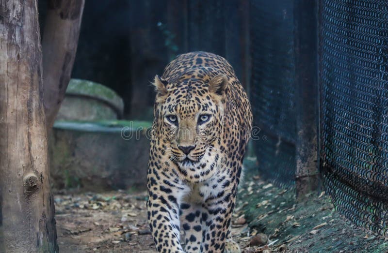 Leopard Walking Front Towards the Camera Stock Image - Image of deer ...
