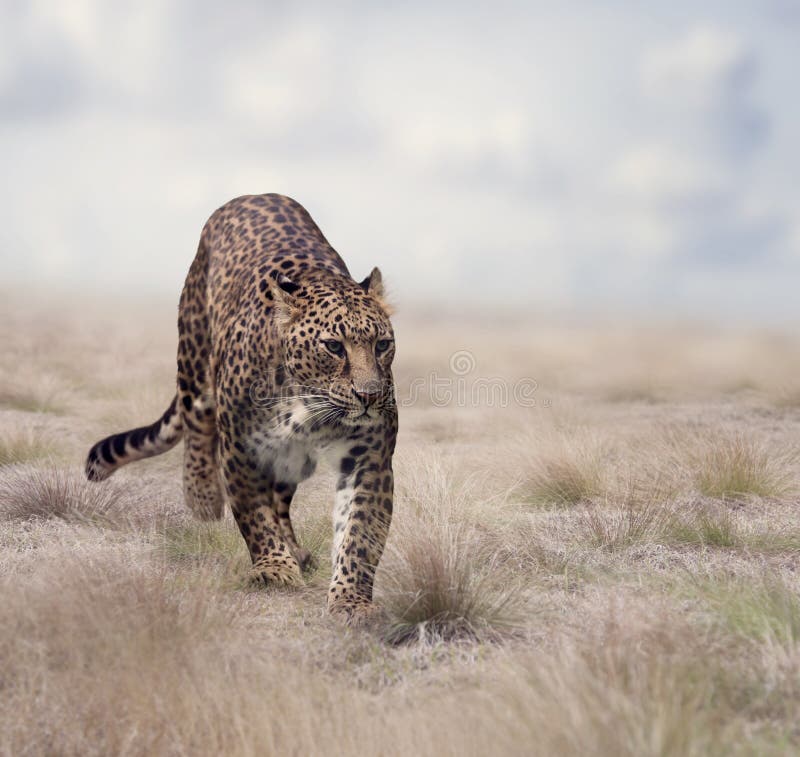 Leopard Walking in the Grass Stock Photo - Image of outdoors, animal ...