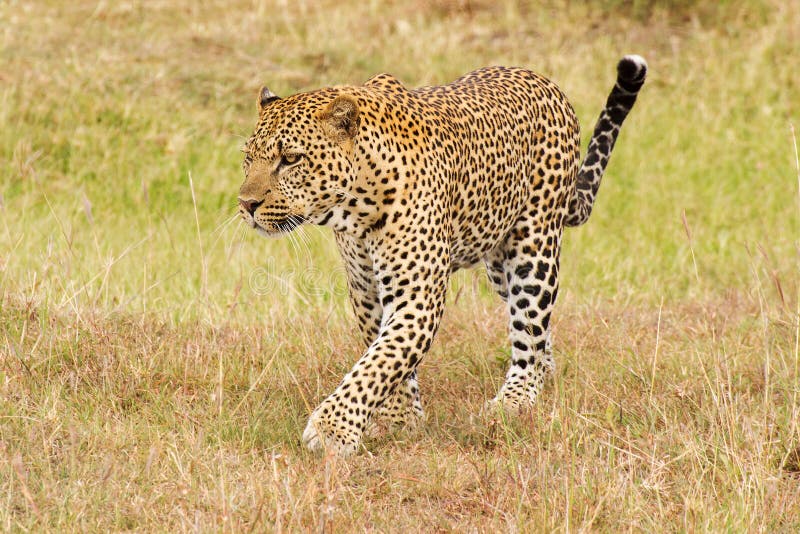 Leopard walking on grass stock photo. Image of sitting - 48100696