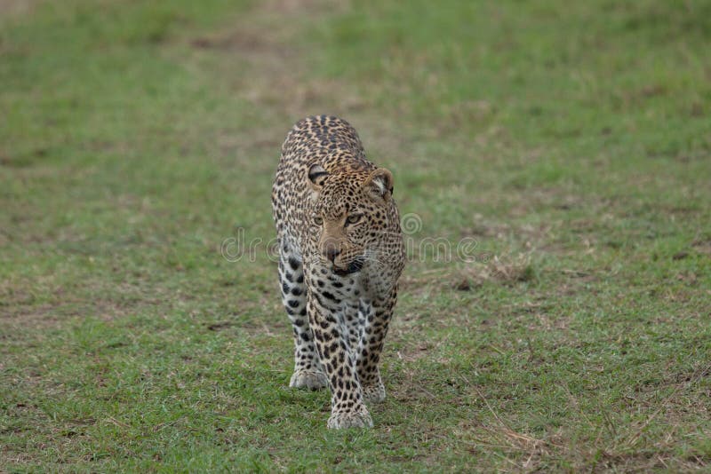 Leopard Walking in the Grasslands Stock Image - Image of feline ...