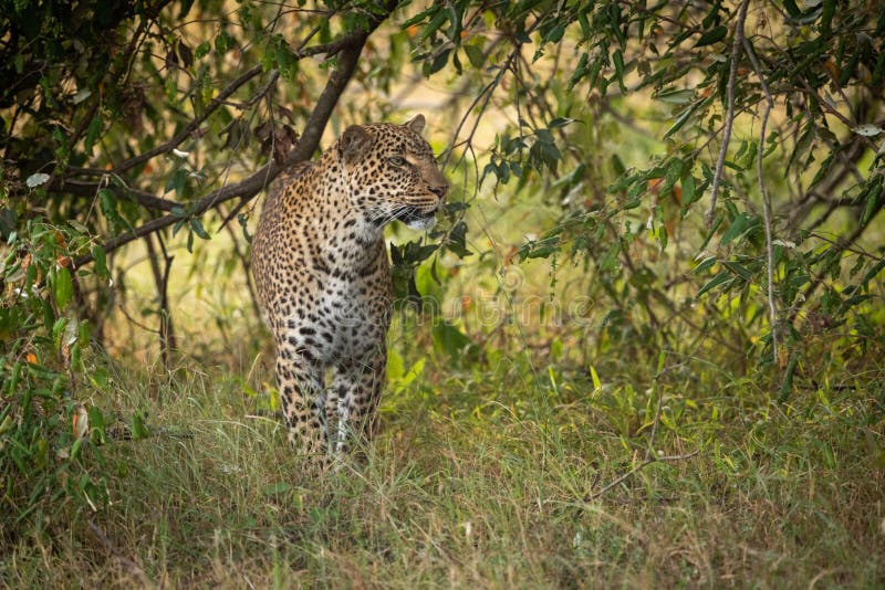Leopard Walking through Long Grass among Trees Stock Image - Image of ...