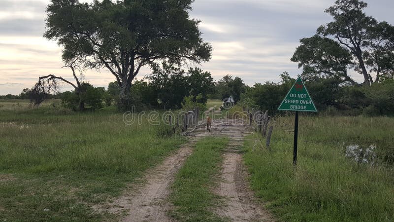 Leopard Walking Over a Bridge Stock Photo - Image of leopard, grassland ...