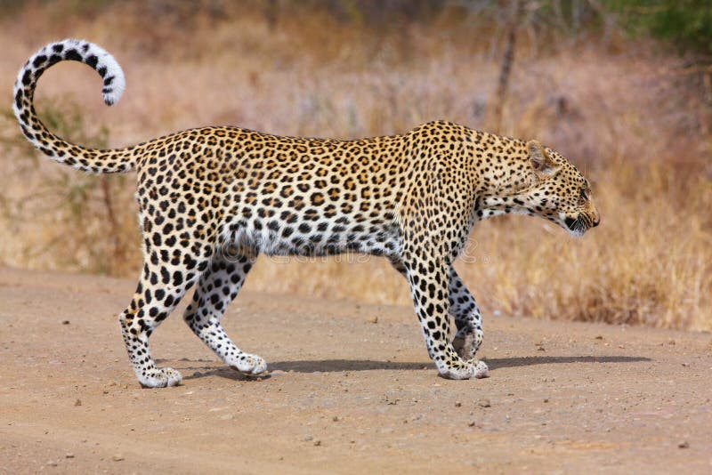 Leopard walking stock image. Image of nature, africa - 27032915