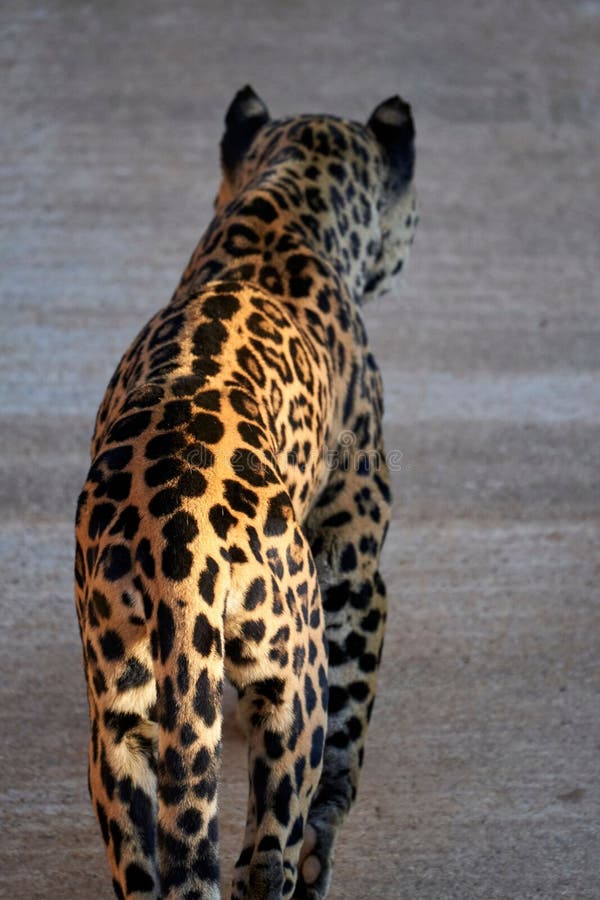 A Leopard is Walking on a Road Outside the Sunroom Stock Image - Image ...