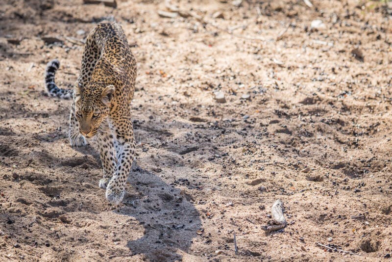 Leopard Walking in the Sand in the Kruger. Stock Photo - Image of ...