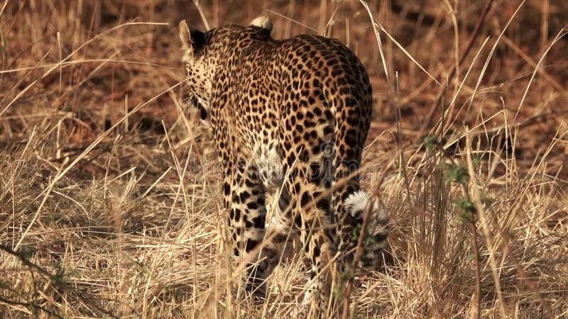 Leopard Walking in the Savannah, Rear View Stock Video - Video of ...