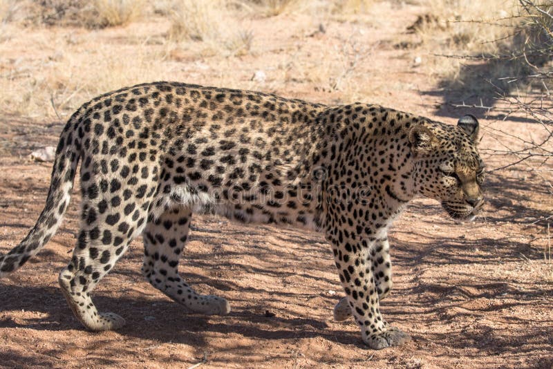 Leopard walking stock image. Image of feline, camouflage - 190831109