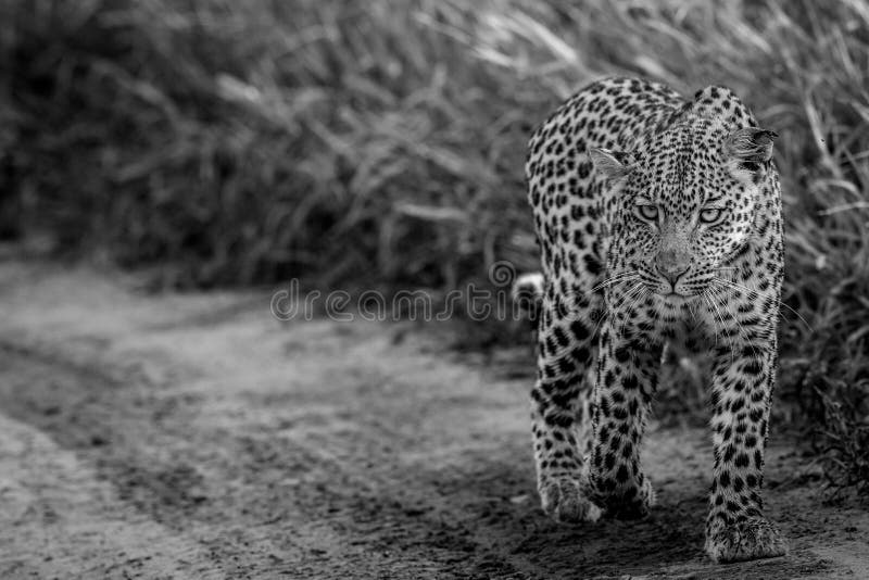 Leopard Walking Towards the Camera. Stock Photo - Image of african ...