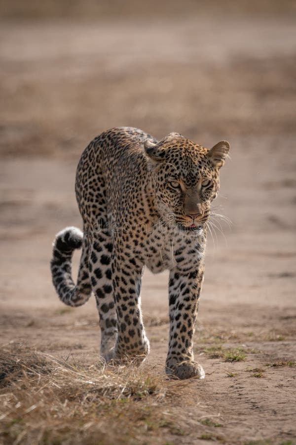 Leopard Walking Towards the Camera. Stock Photo - Image of game ...