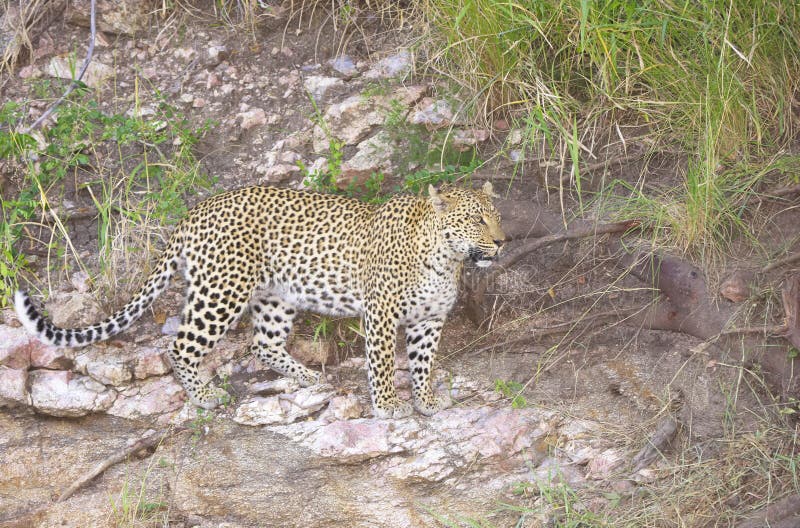 Leopard Walking in Wilderness Stock Image - Image of animal, exotic ...