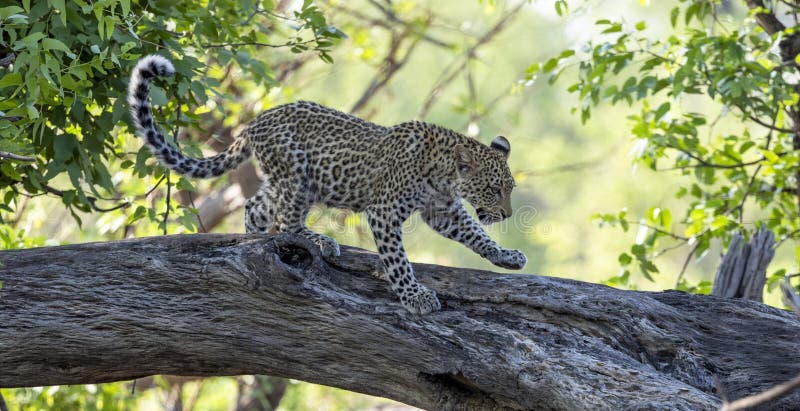 Leopards on a Tree Trunk in Botswana, Africa Stock Photo - Image of botswana, trunk: 312147924
