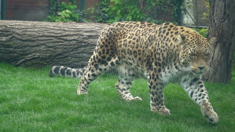 The Leopard Walks Around the Aviary in the Zoo, Slow-motion Shooting ...