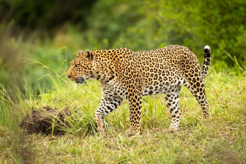 Leopard Walks through Grass with Trees Behind Stock Image - Image of ...