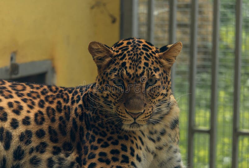 A Leopard Lying in Its Caged Enclosure at the Zoo. (Panthera Pardus ...