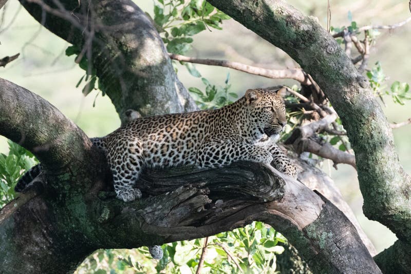 Leopard Watching on a Branch Stock Image - Image of reserve, maasai ...