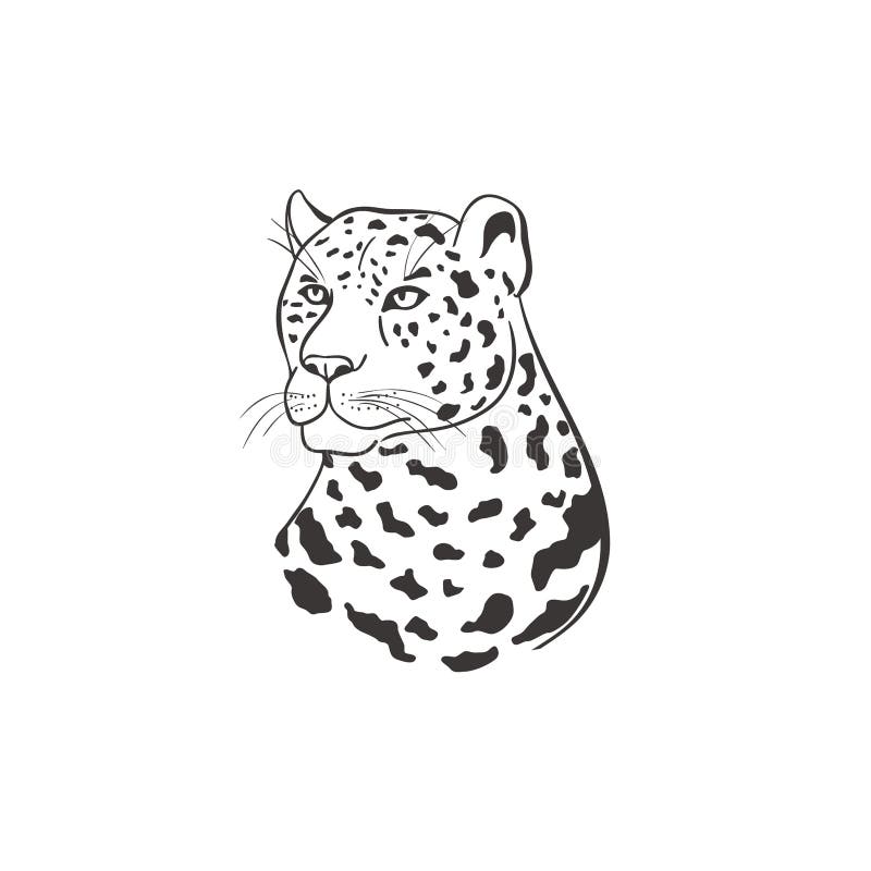 Leopard on White Background. Vector . Stock Illustration - Illustration ...