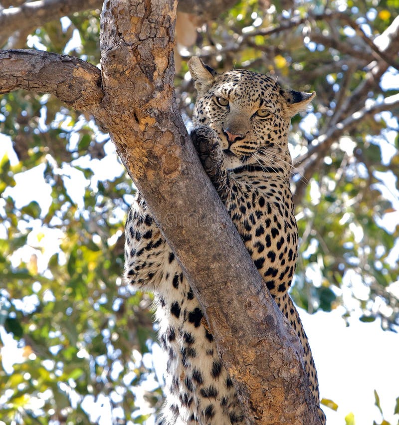 African leopard in tree stock image. Image of hunter, powerful - 1921151