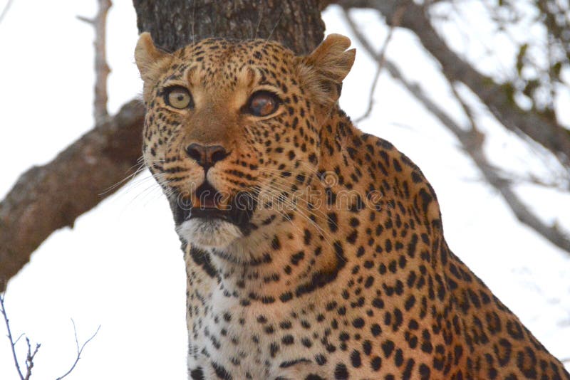 Leopard stock photo. Image of five, delta, african, africa - 73353002