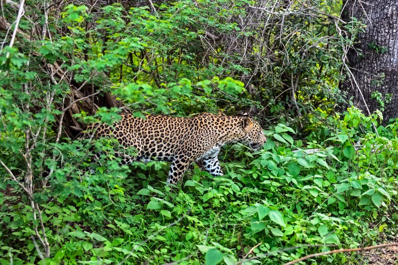 Leopard stock photo. Image of asia, predators, forest - 48232128