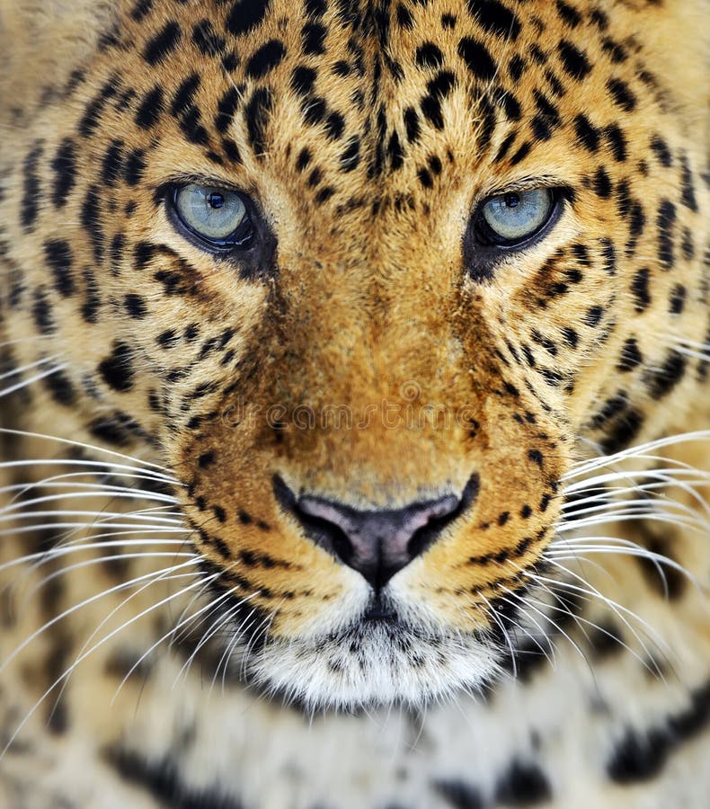 Leopard stock image. Image of mammal, proud, animals - 28701007