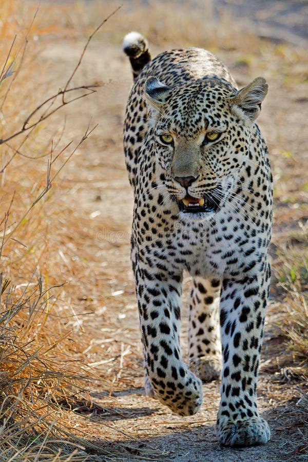 Leopard stock photo. Image of face, branch, africa, leopard - 33533954
