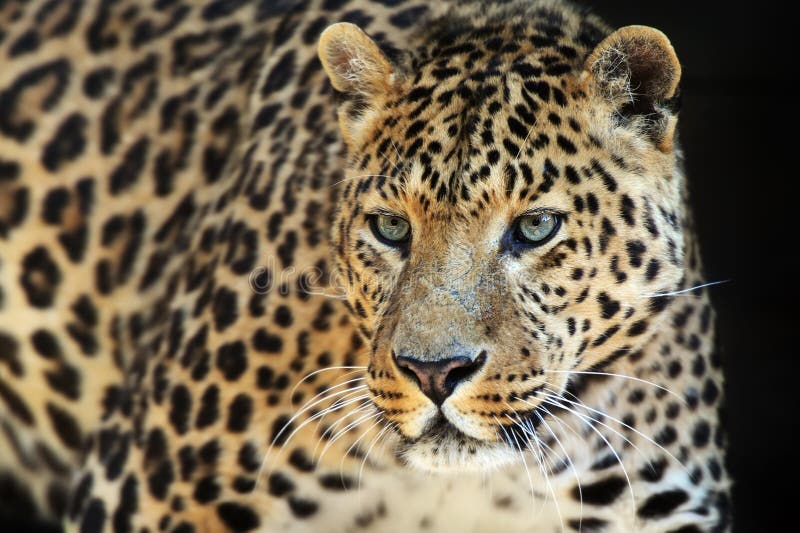 Leopard stock image. Image of serengeti, timid, cats - 59685115