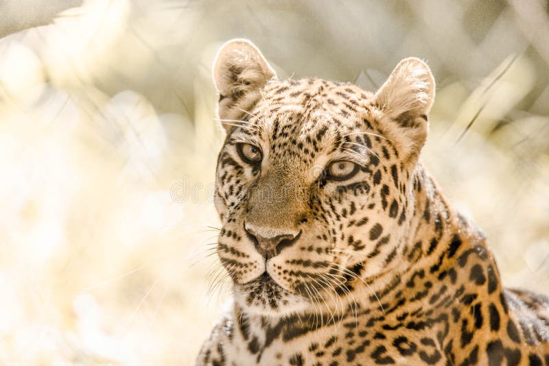 Leopard stock image. Image of wild, sauvage, wildlife - 127155239